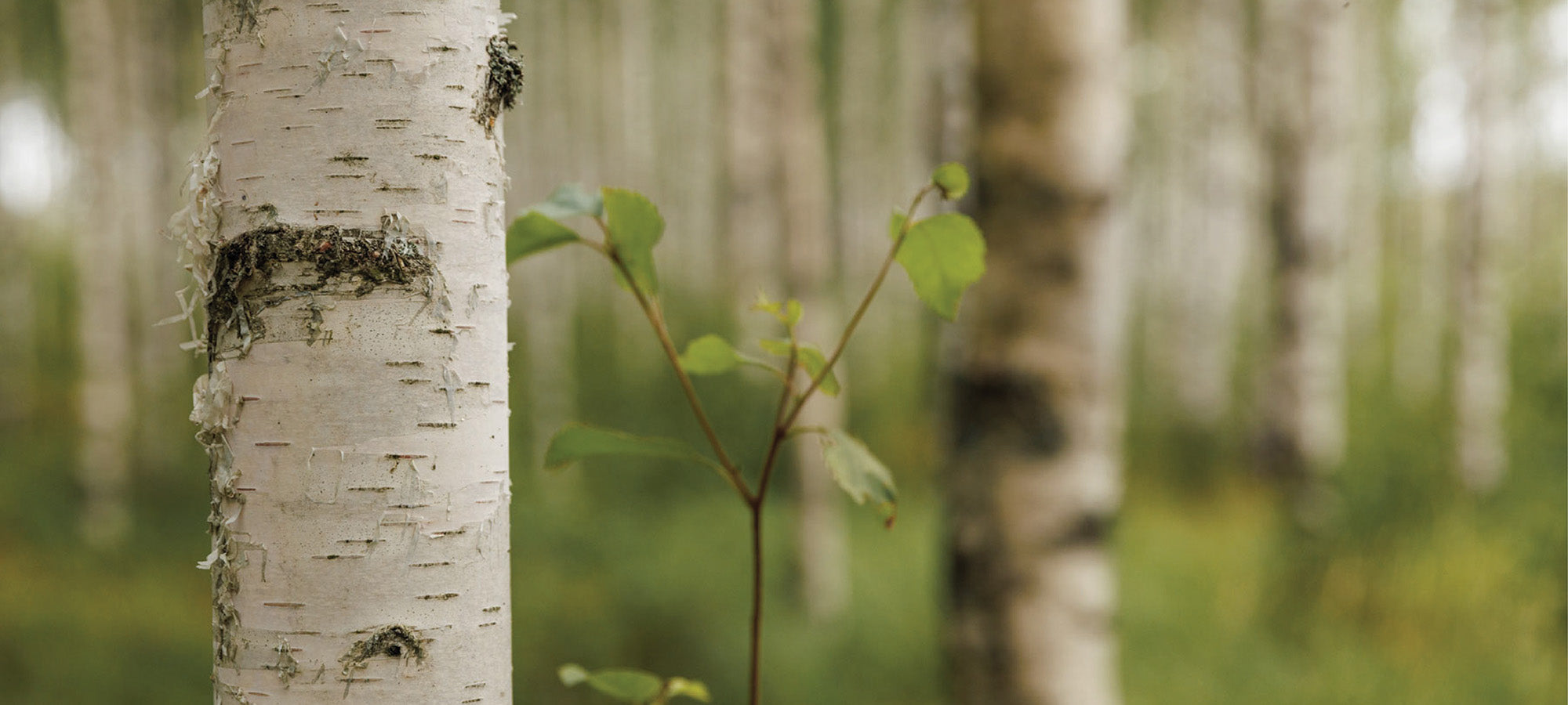 About – Nordic Tree Water